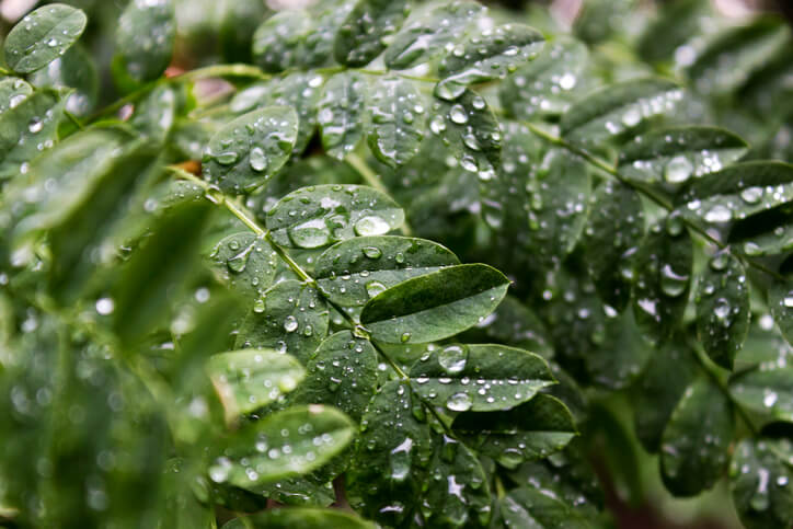 ᐅ Wie sehen die Blätter der Akazie aus? Genaue Beschreibung