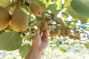 Erntezeit Kiwis Deutschland