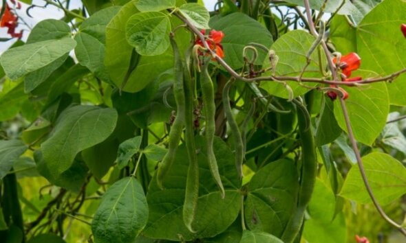ᐅ Feuerbohnen pflanzen - Anleitung, Zeitpunkt und Standort