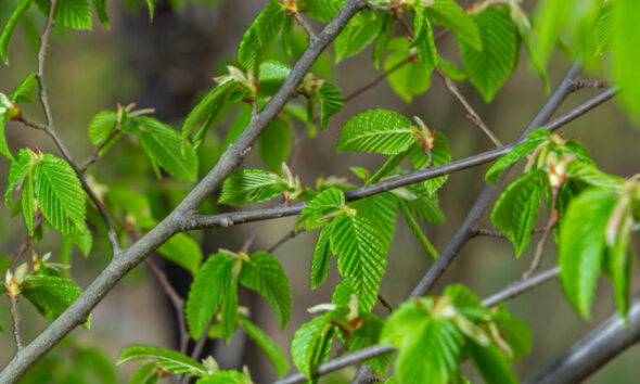 ᐅ Blatt und Frucht der Hainbuche - wichtige Informationen