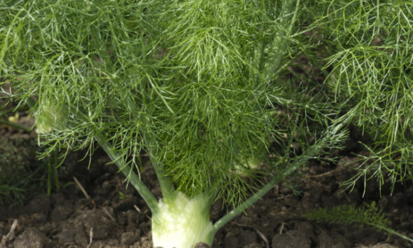 ᐅ Fenchel richtig säen - interessante Hinweise
