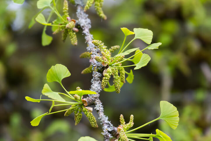ᐅ Die Ginkgo Blüte - die Besonderheiten der Blüte