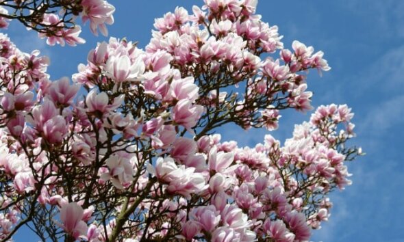ᐅ Die Magnolie im Steckbrief - wichtige Informationen