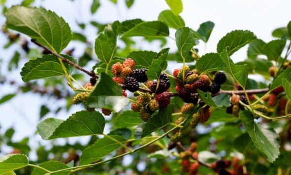 ᐅ Maulbeerbaum - wichtige Pflegetipps für reiche Ernte