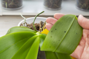 Erstaunlich Orchideen Blatter Kleben Ebenbild