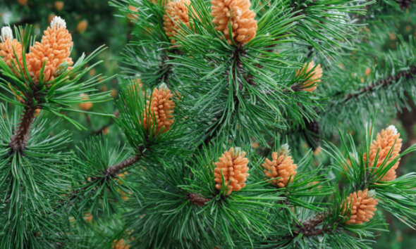 ᐅ Kiefernarten - Die schönsten Sorten