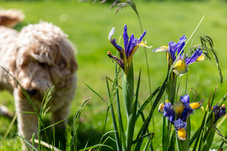 ᐅ Schwertlilie ist für Tiere und Menschen giftig - wichtige Fakten