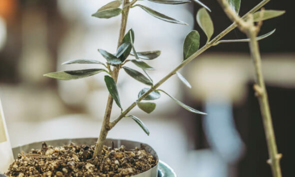 ᐅ Olivenbaum Erde und Boden - der beste pH-Wert + Zusammensetzung