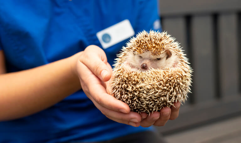 ᐅ Igel - wie wildert man die Tiere in der freien Natur aus?