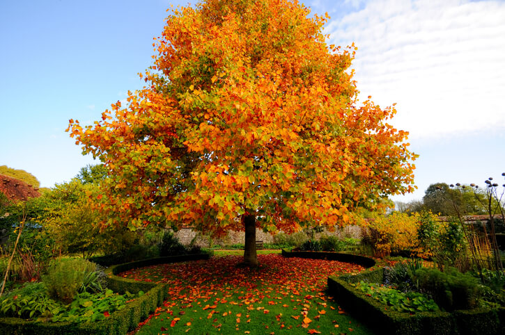 ᐅ Amberbaum - Pflanz-Ratgeber mit wichtigen Tipps