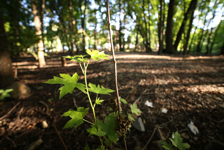 ᐅ Amberbaum - Pflanz-Ratgeber mit wichtigen Tipps