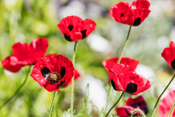 ᐅ Mohn - Überblick der Arten für eine bunte Vielfalt im Garten