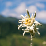 ᐅ Edelweiß im Garten pflanzen und pflegen