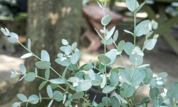 Eukalyptus Giftig Für Hunde