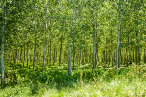 ᐅ Pappeln - Steckbrief der schlanken Bäume