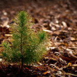 ᐅ Kiefernarten - Die schönsten Sorten