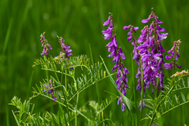 ᐅ Wicken - passende und kreative Kletterhilfen