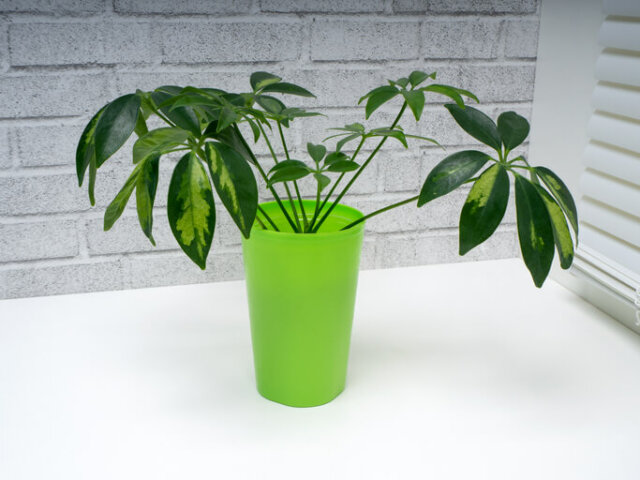 ᐅ Zimmerpflanzen ohne Erde - welche Gewächse gedeihen in Wasser?